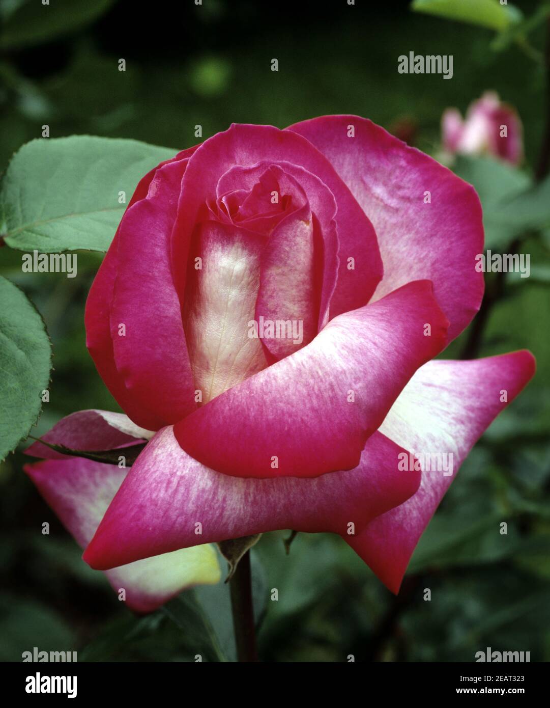 Edelrose Rose Gaujard Stock Photo - Alamy