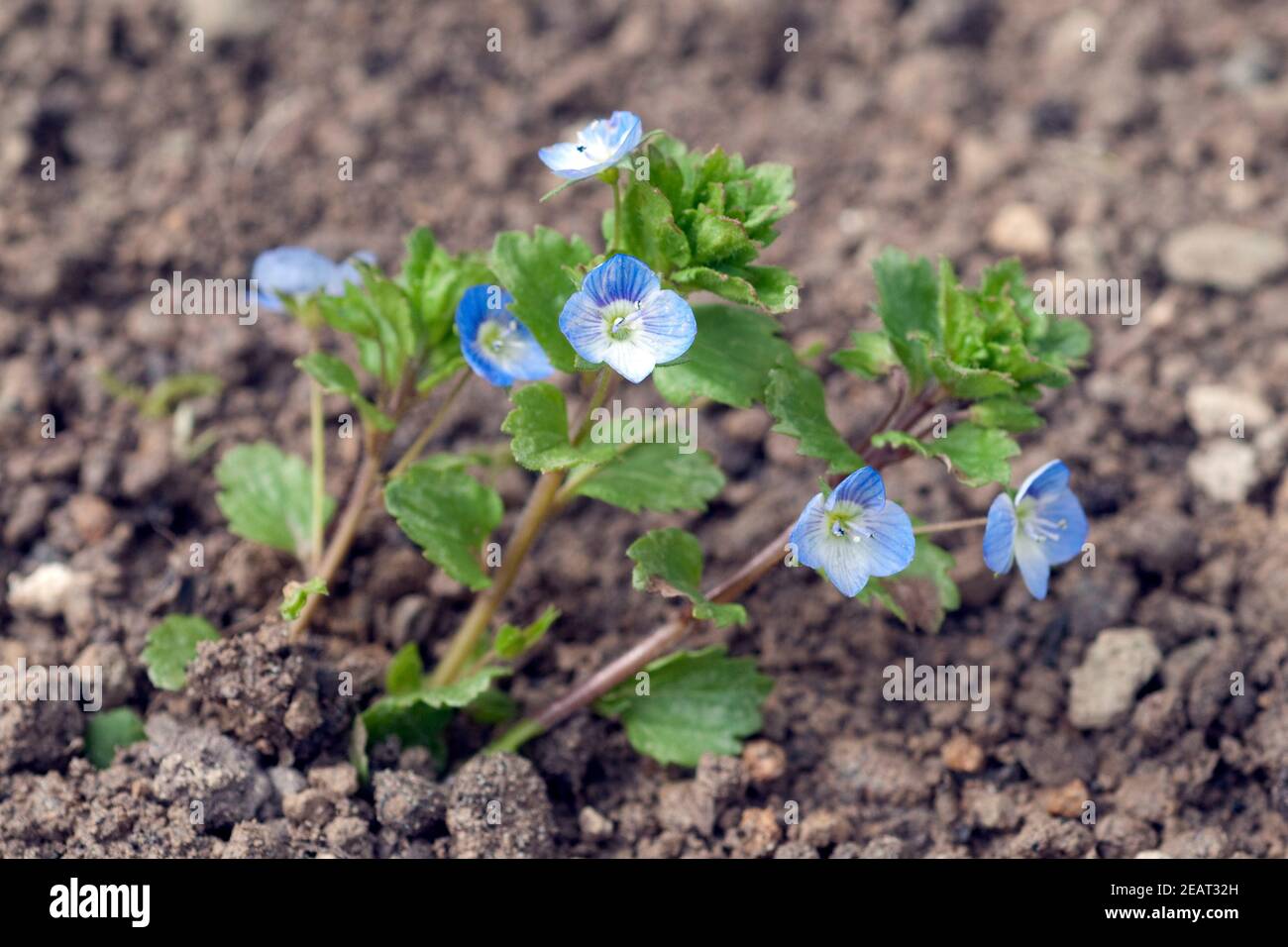 Persischer Ehrenpreis, Veronica, persica Keimling Stock Photo - Alamy
