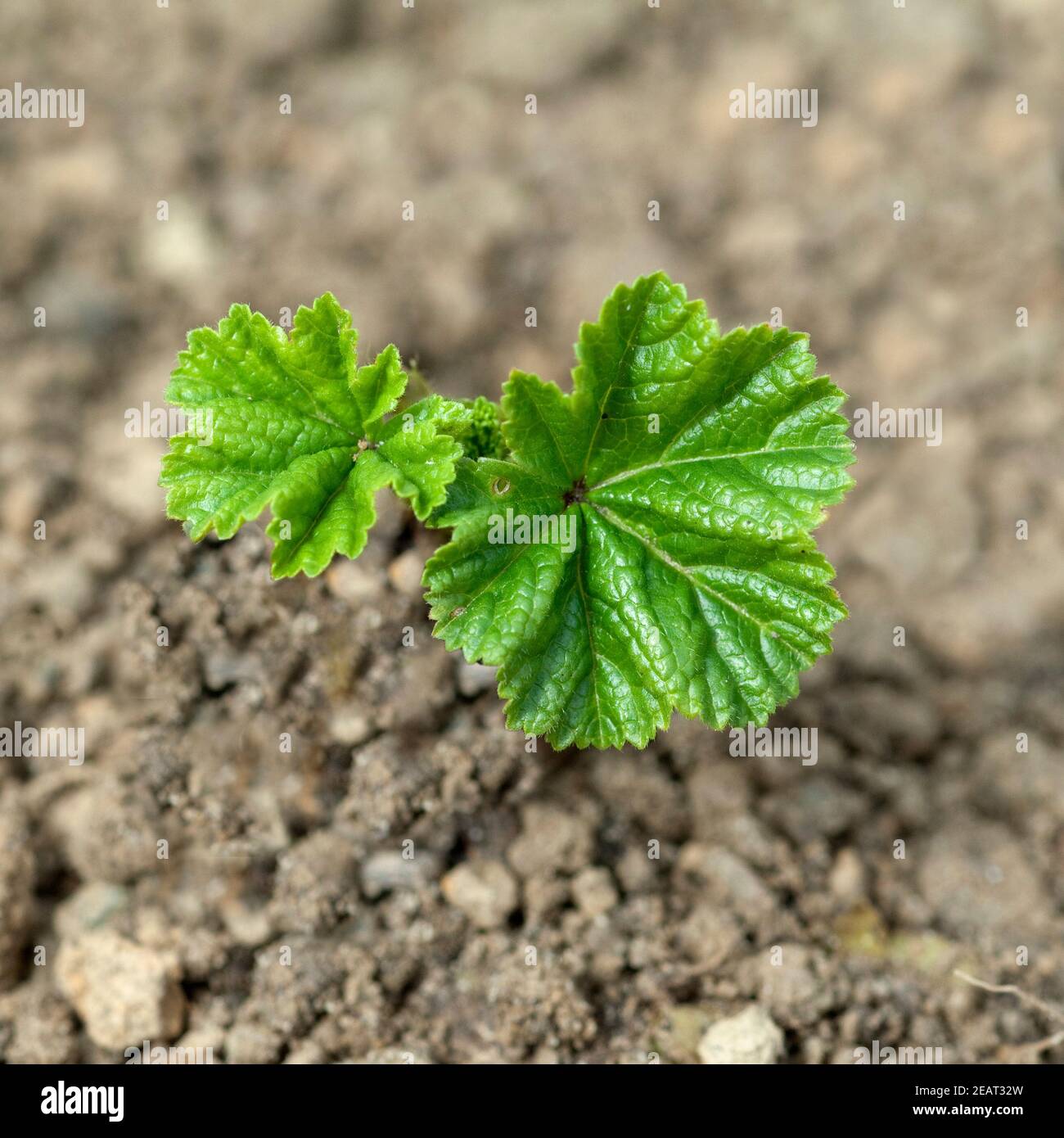 Malva sylvestris Keimling Stock Photo - Alamy