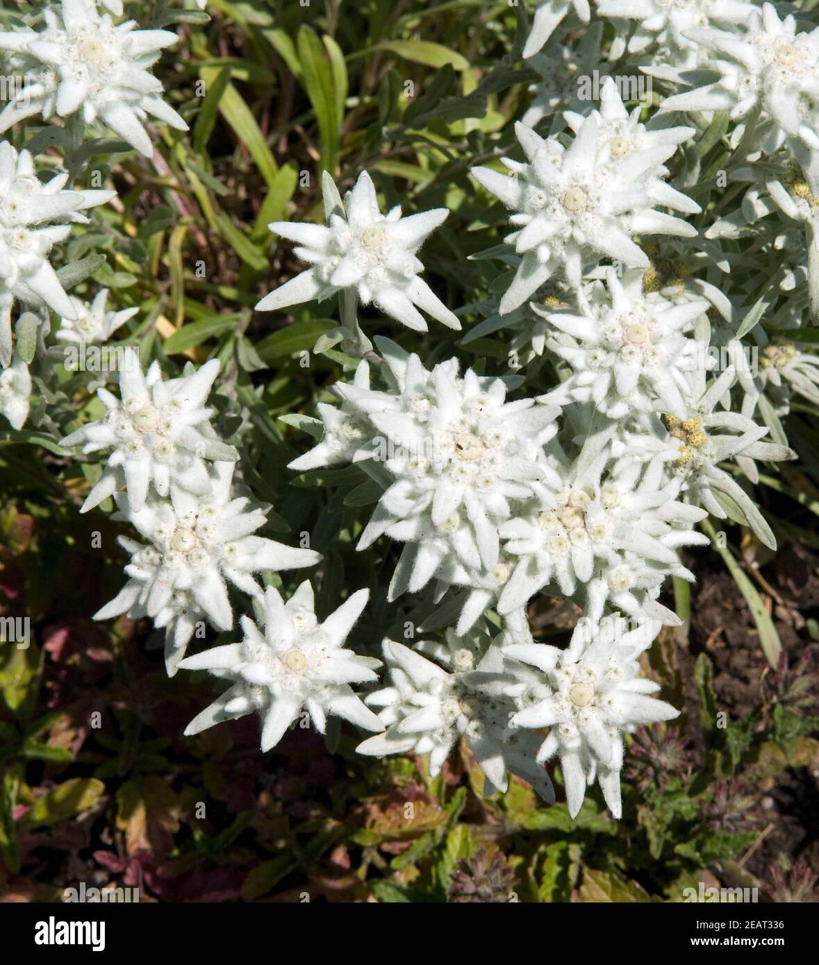 Edelweiss Leontopodium nivale Stock Photo - Alamy