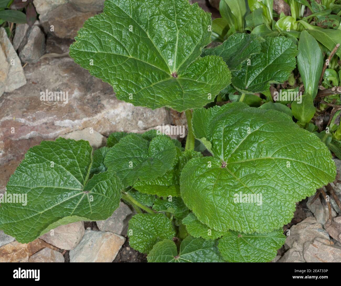 Stockrose Althaea rosea Keimling Stock Photo - Alamy