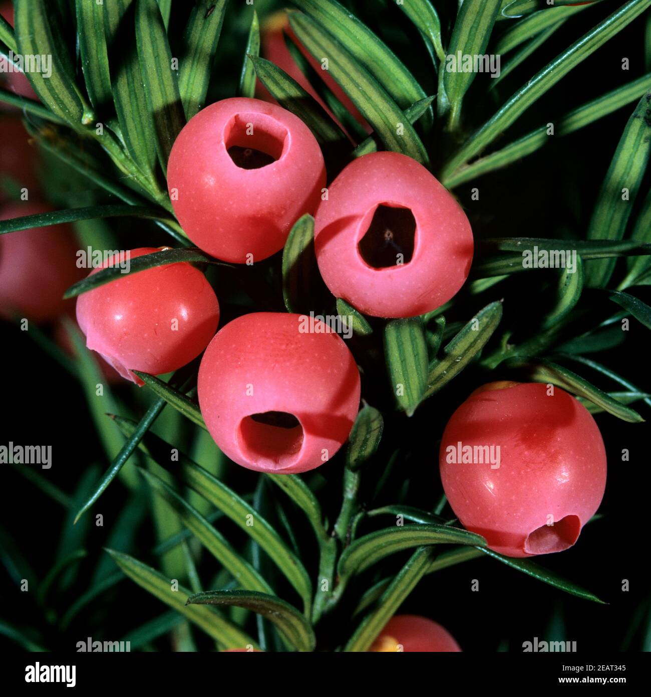 Beeren eibe hi-res stock photography and images - Alamy