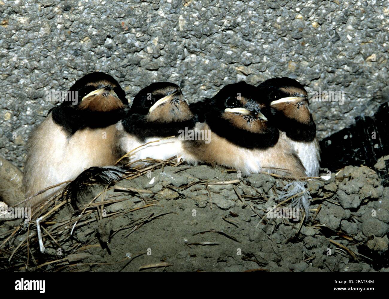 Schwalben nest hi-res stock photography and images - Alamy
