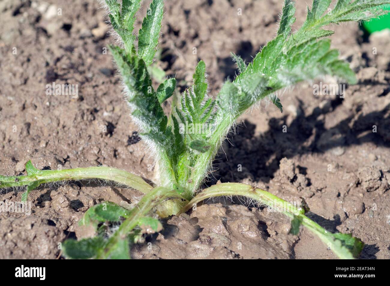 Poppy seedling hi-res stock photography and images - Alamy