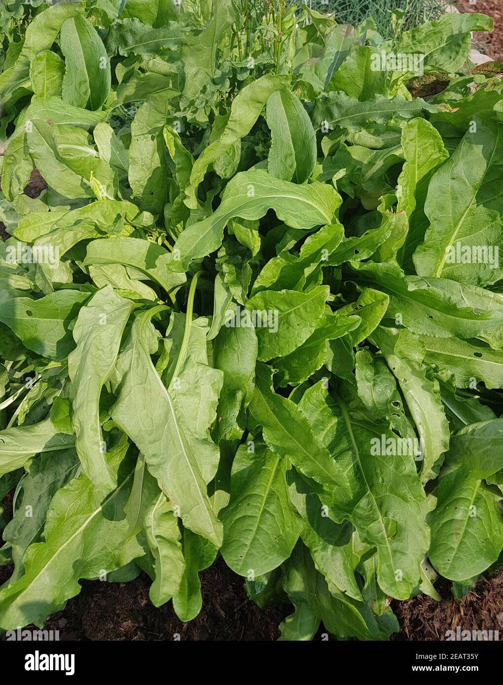 Sauerampfer Rumex, acetosa Stock Photo - Alamy