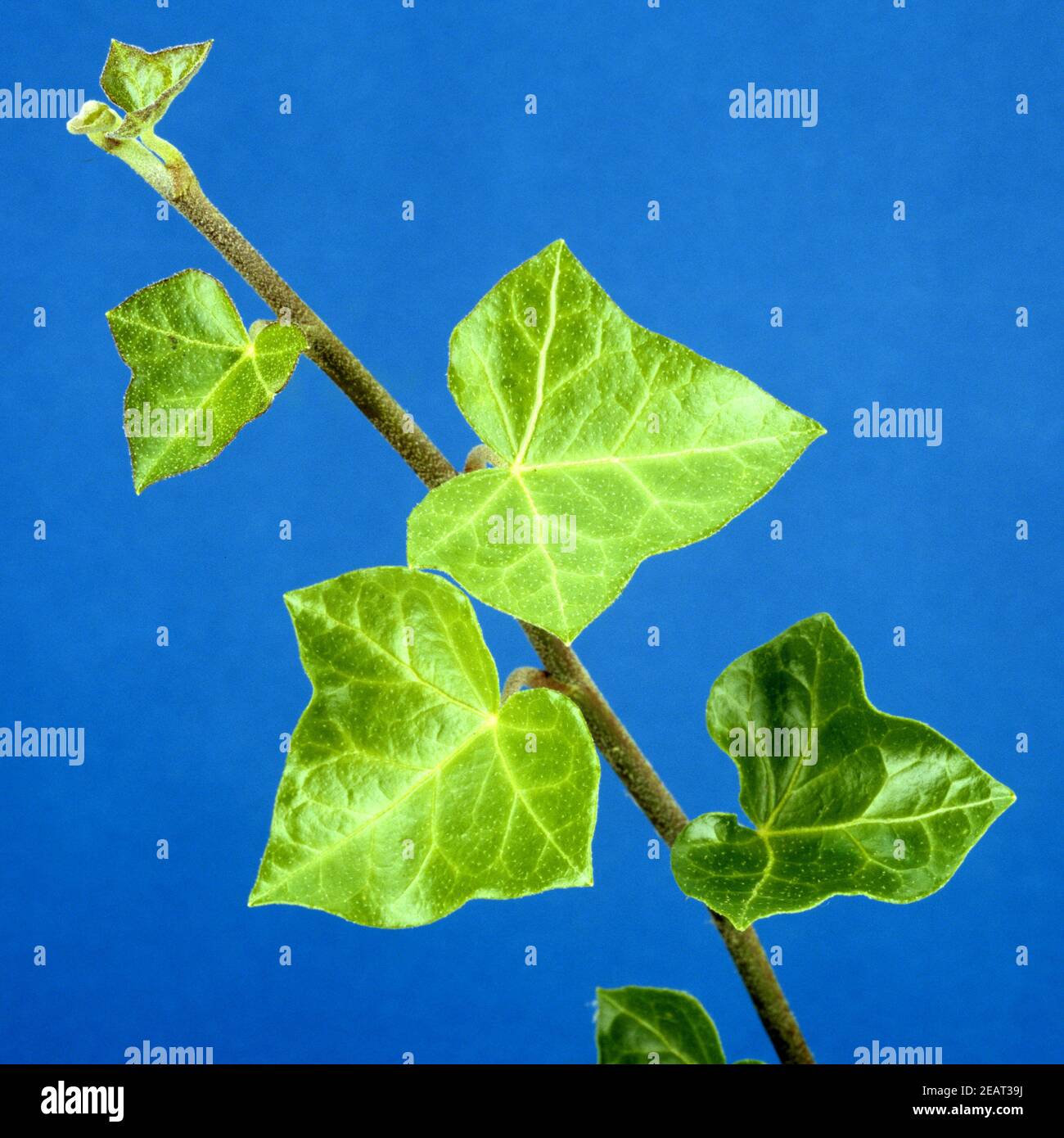 Efeublatt hi-res stock photography and images - Alamy