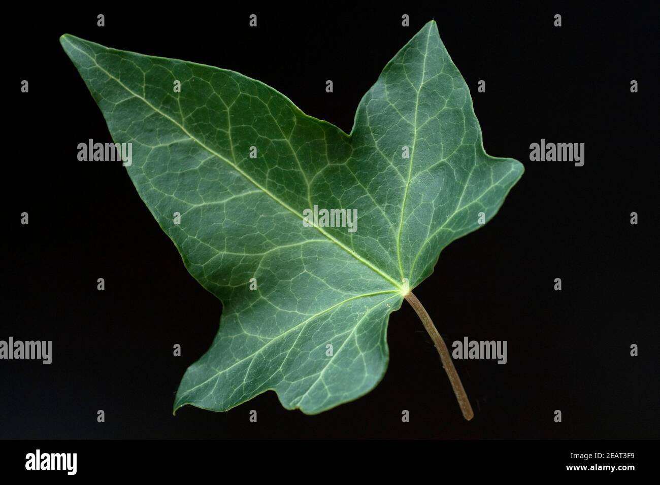 Efeu; Hedera, helix; Blatt Stock Photo - Alamy