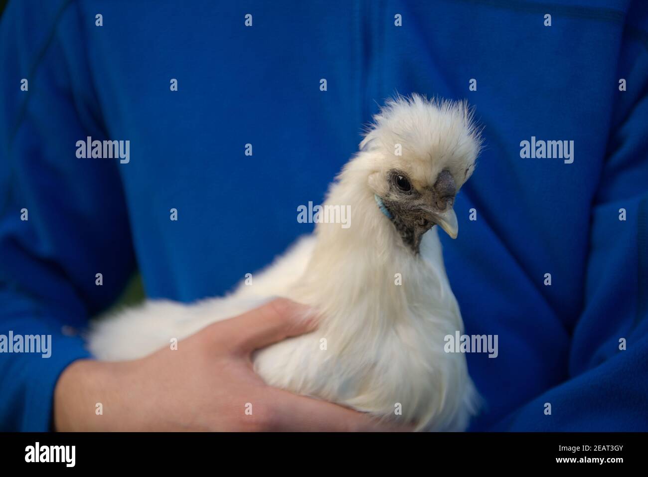 Silkie Chicken Pet