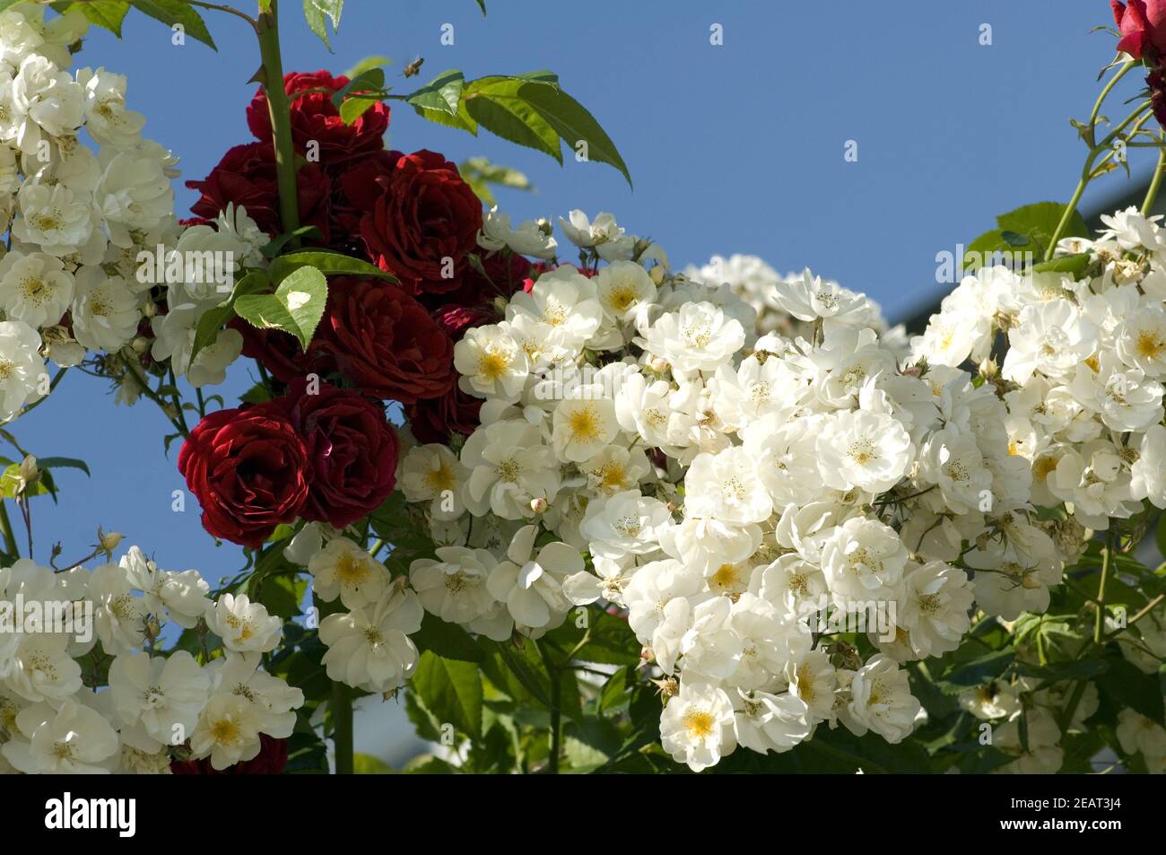 Bobby james rose hi-res stock photography and images - Alamy