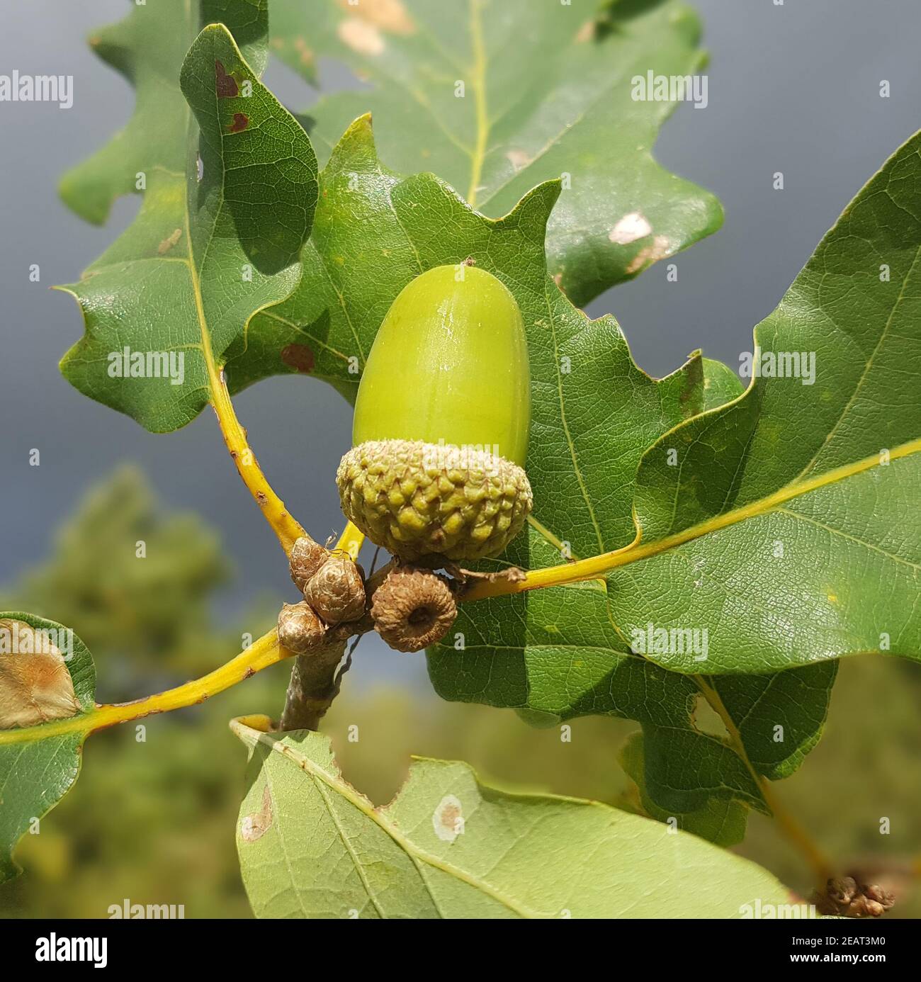Traubeneiche Quercus petraea Wintereiche Stock Photo - Alamy