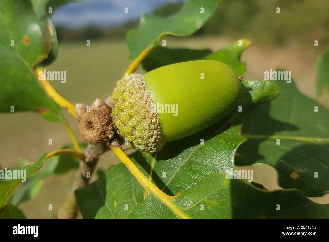 Quercus petraea acorns hi-res stock photography and images - Alamy