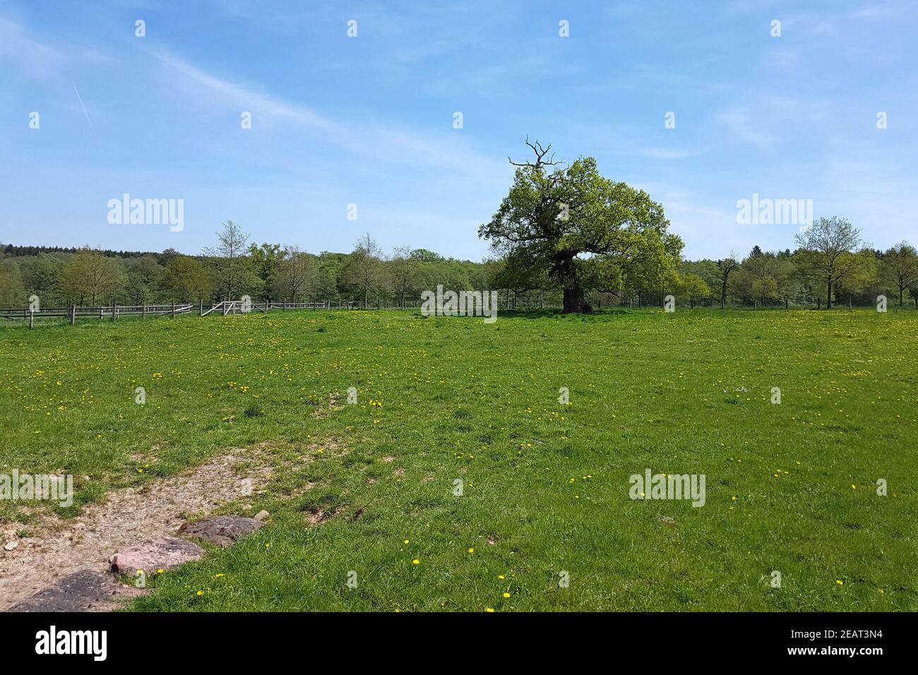 Eichenbaum, Quercus Robur Stock Photo - Alamy