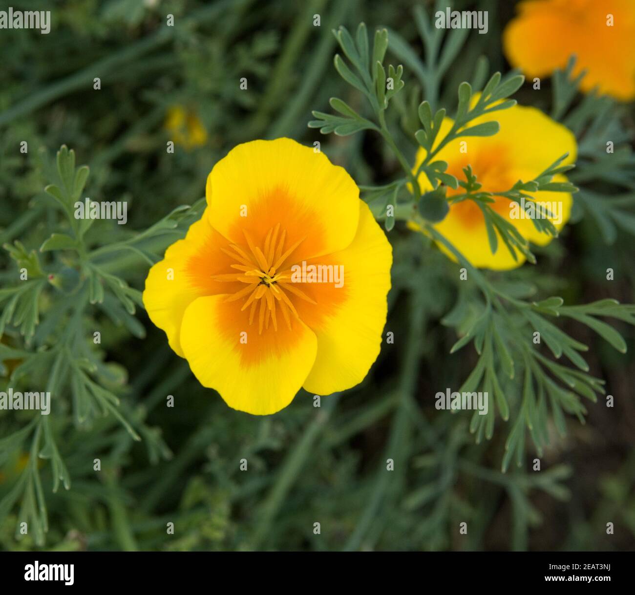 Kappen mohn hi-res stock photography and images - Alamy