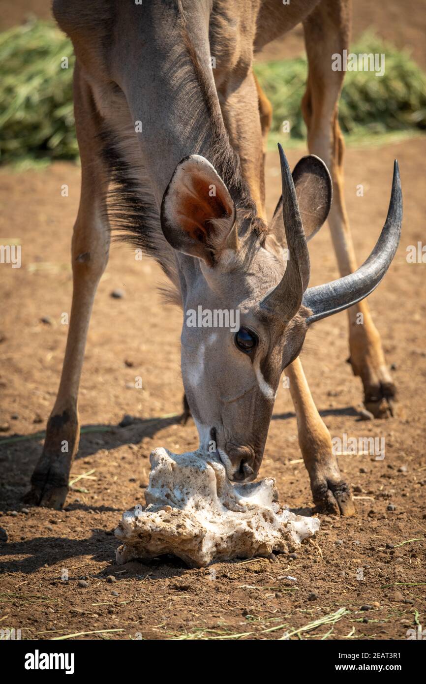 Close-up of male greater kudu with salt Stock Photo - Alamy