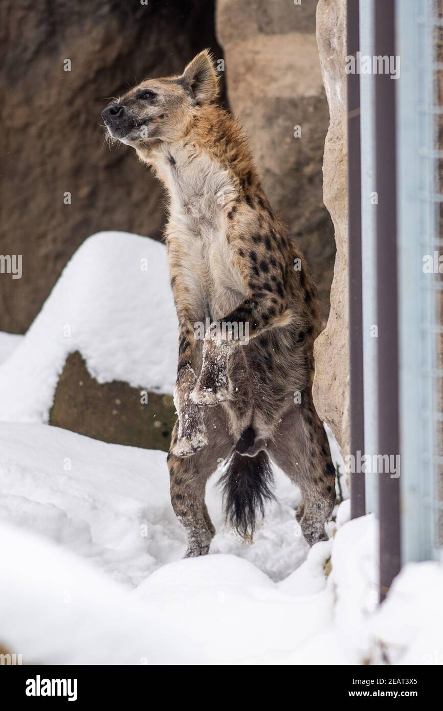 Spotted hyena is seen at her snow covered enclosure at the Safari Park ...