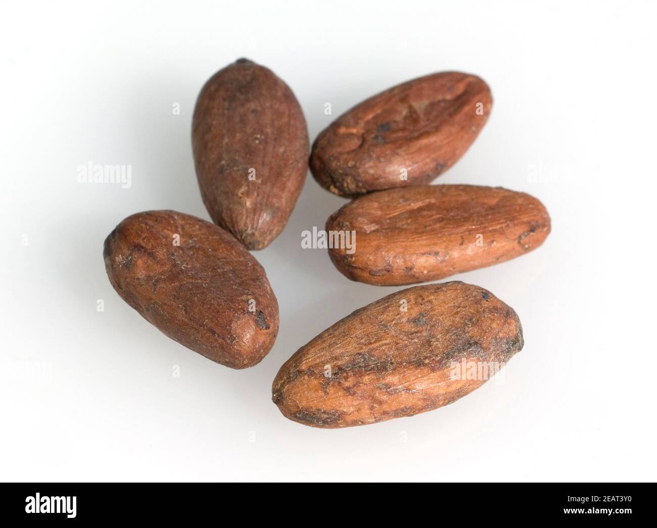 Kakaobohnen, Theobroma Cacao, Exotische Frucht, exotisch, Suedfrucht ...