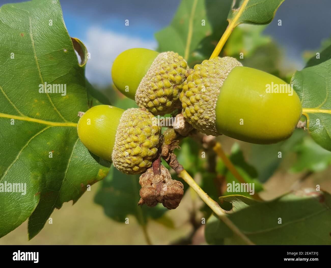 Traubeneiche Quercus petraea Wintereiche Stock Photo - Alamy