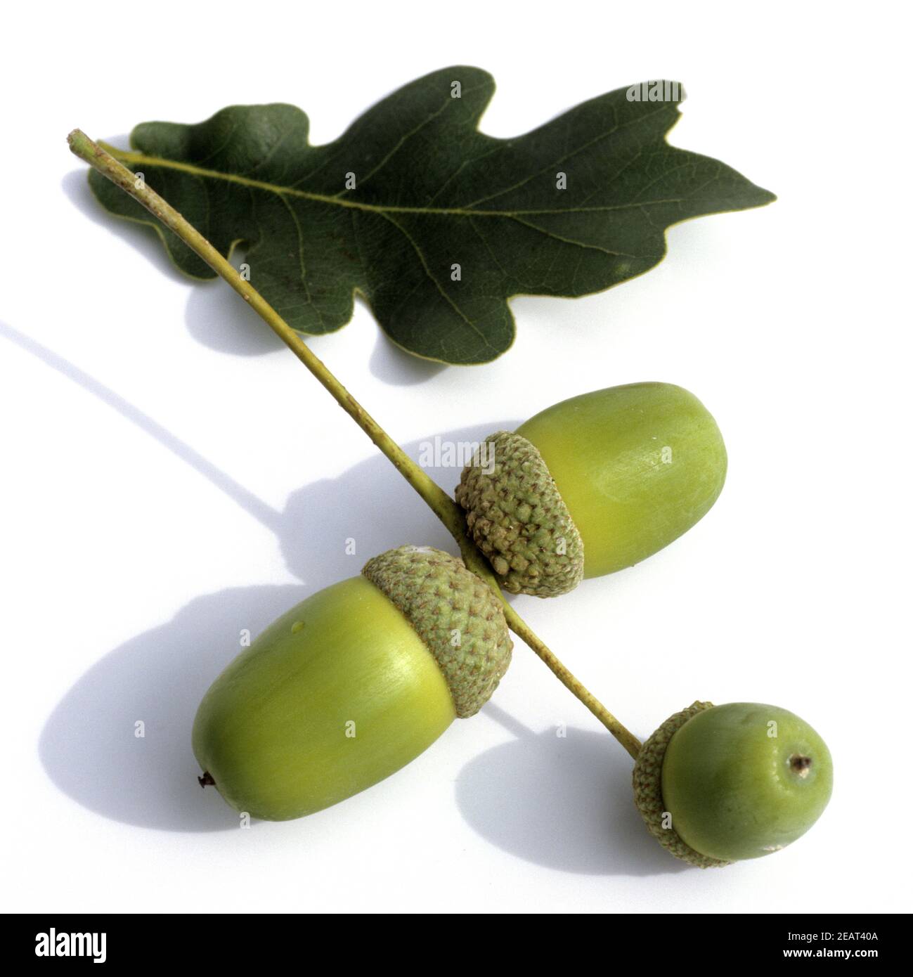 Eicheln, Fruechte der Deutschen Eiche, Heilpflanzen Stock Photo - Alamy