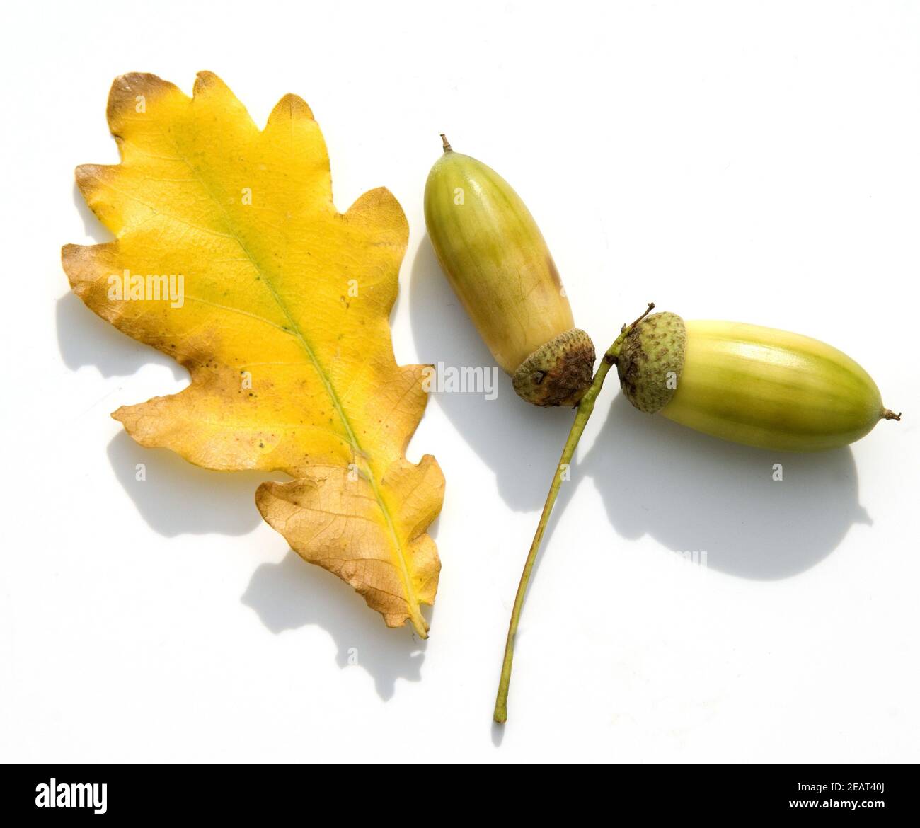 Eichenblaetter Cut Out Stock Images & Pictures - Alamy