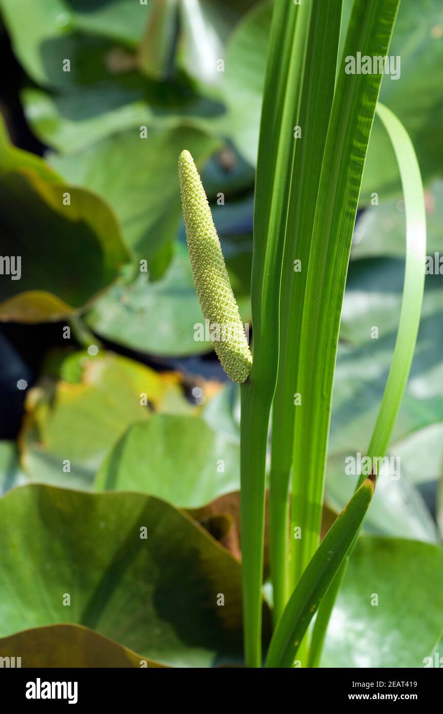 Kalmus hi-res stock photography and images - Alamy