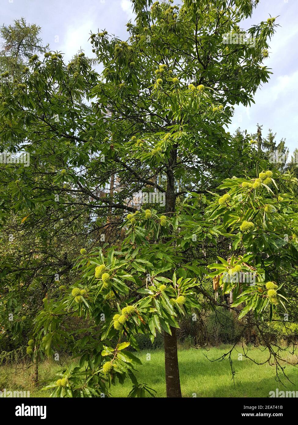 Edelkastanien hi-res stock photography and images - Alamy