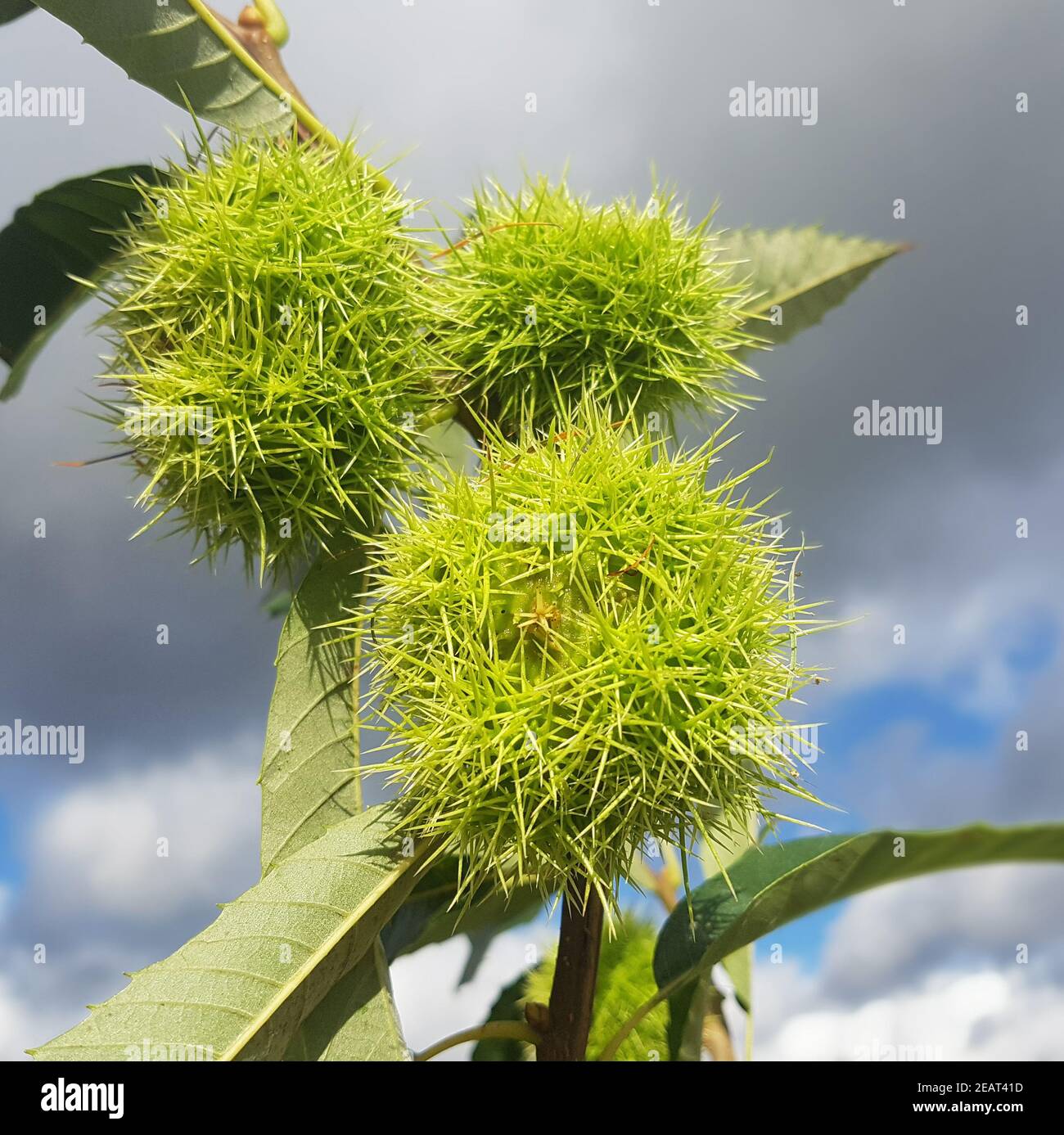 Esskastanie baum hi-res stock photography and images - Alamy