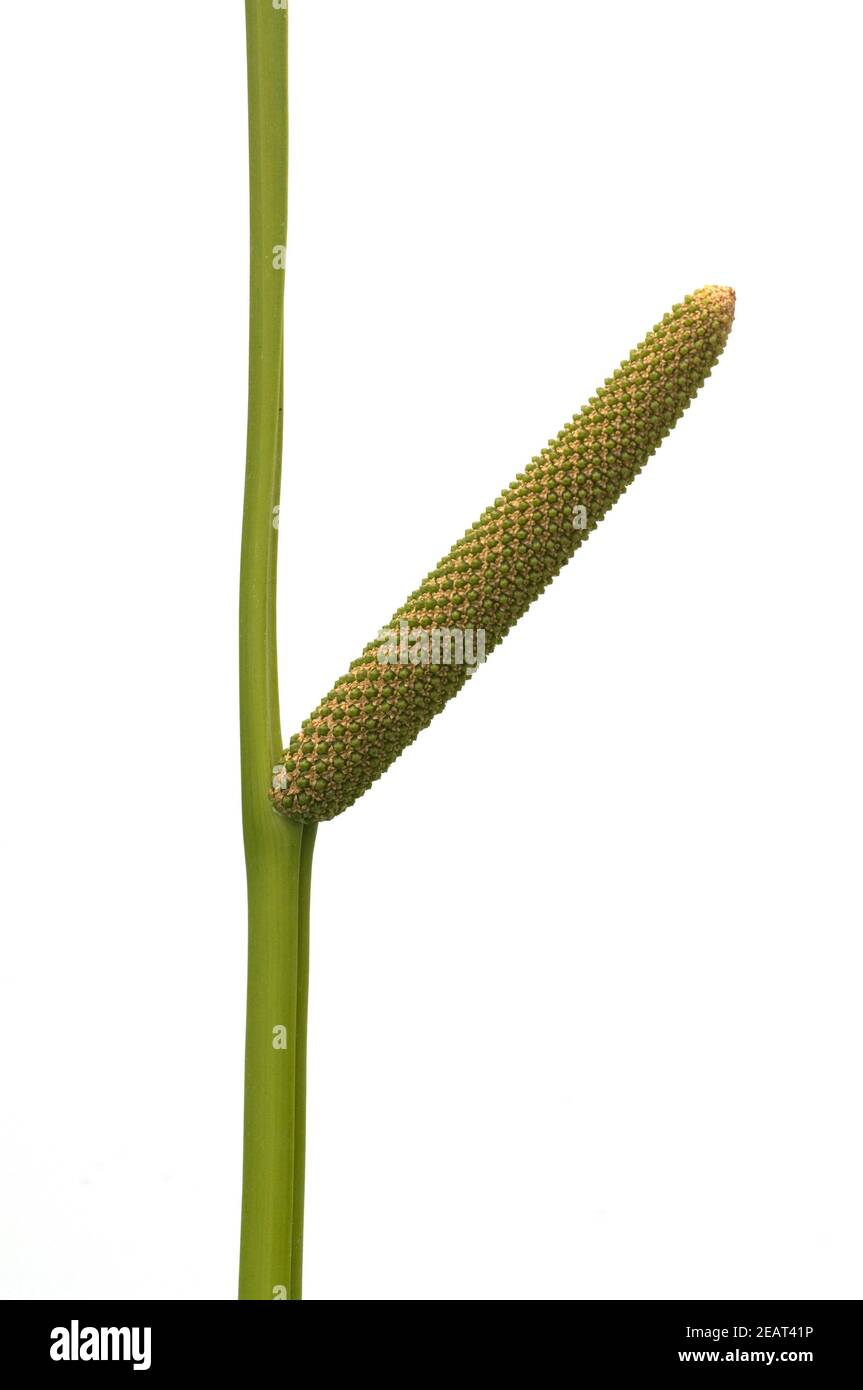 Kalmus High Resolution Stock Photography and Images - Alamy