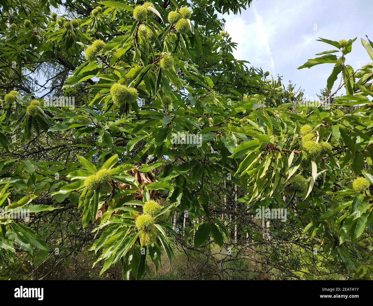 Esskastanien hi-res stock photography and images - Alamy
