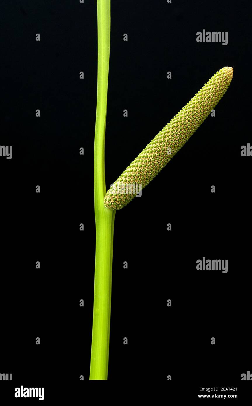 Acorus calamus tea hi-res stock photography and images - Alamy