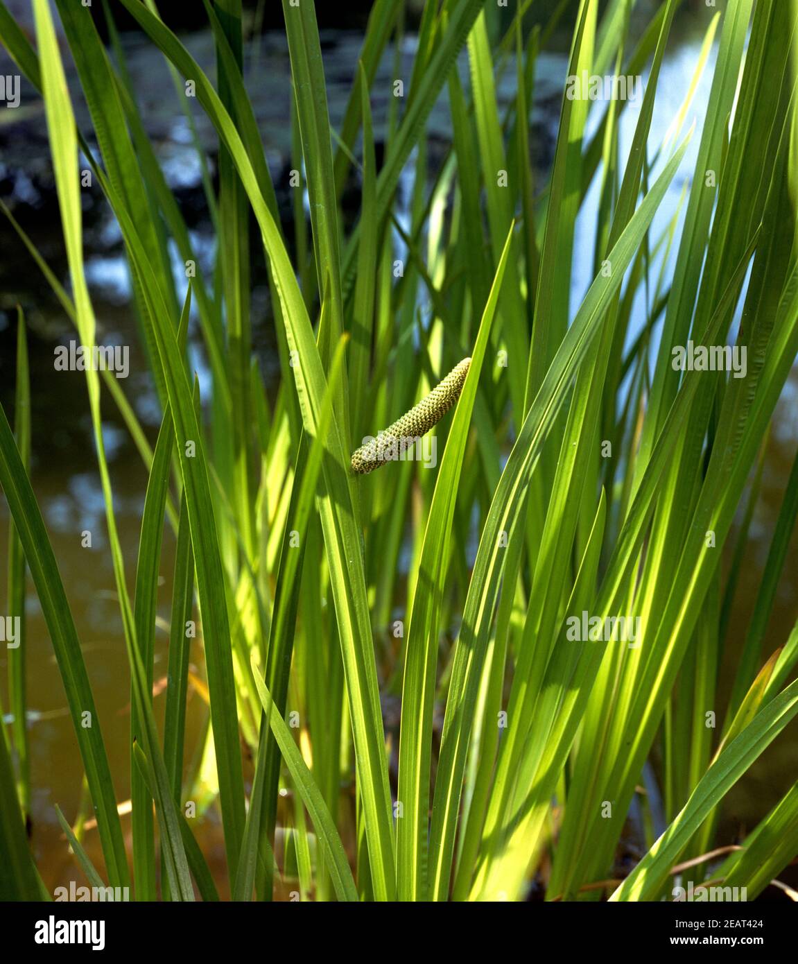 Kalmusbluete hi-res stock photography and images - Alamy