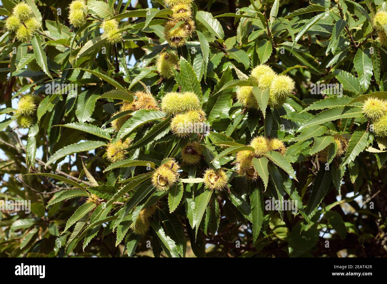 Esskastanien, Edelkastanie, Castanea sativa Stock Photo - Alamy