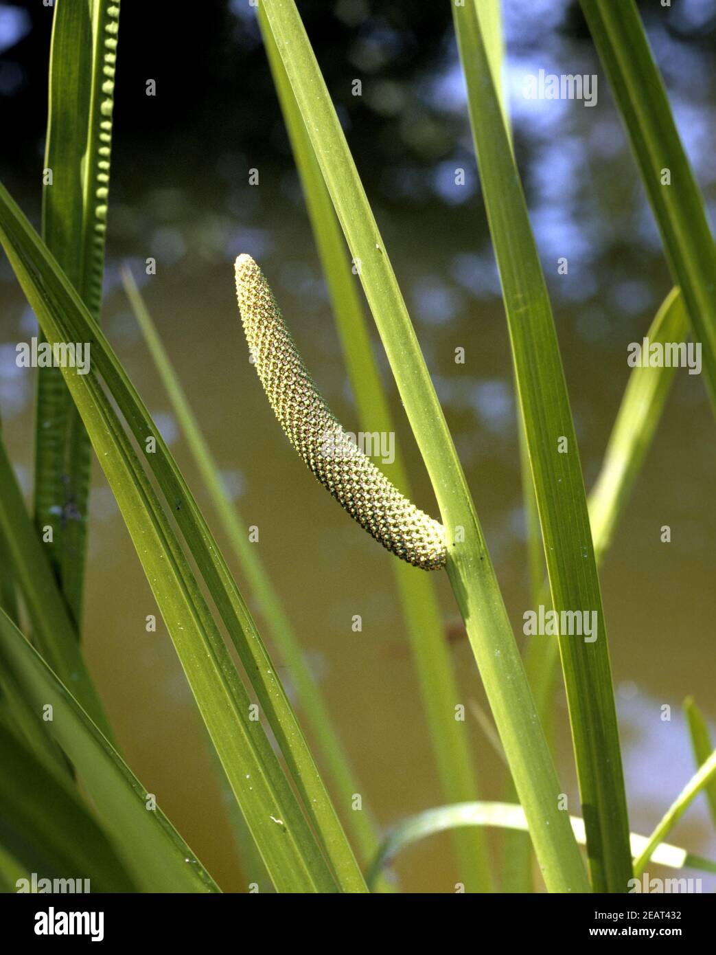 Kalmus, Acorus calamus Stock Photo - Alamy
