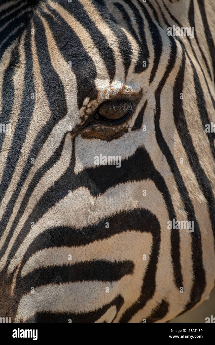 Zebra eye hi-res stock photography and images - Alamy