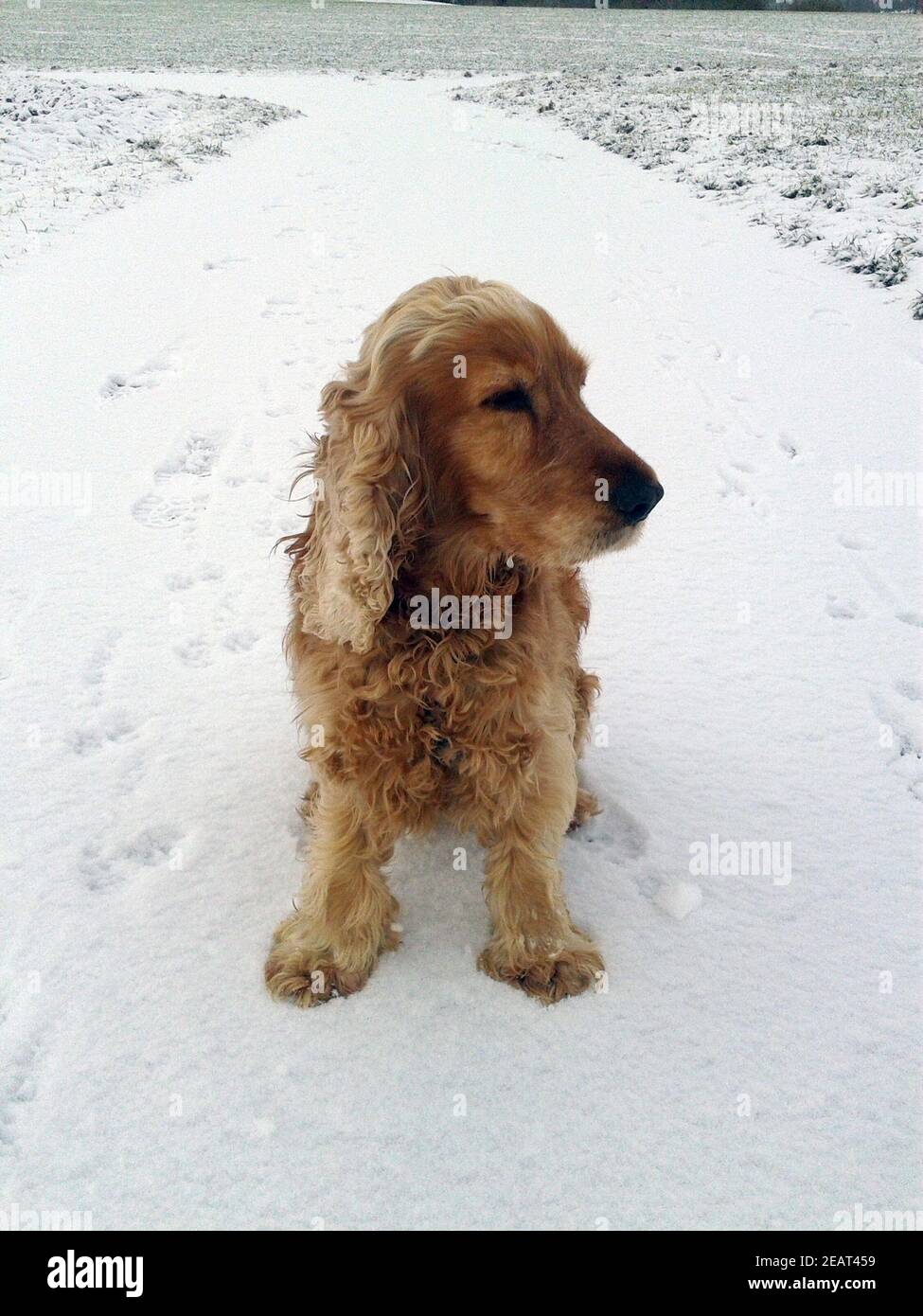 Cocker, Spaniel, Roter Stock Photo - Alamy