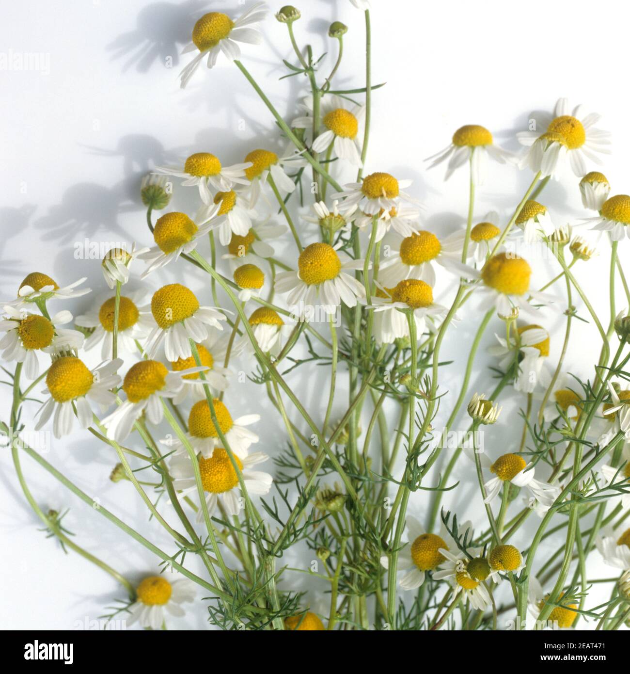 Kamille tee hi-res stock photography and images - Alamy