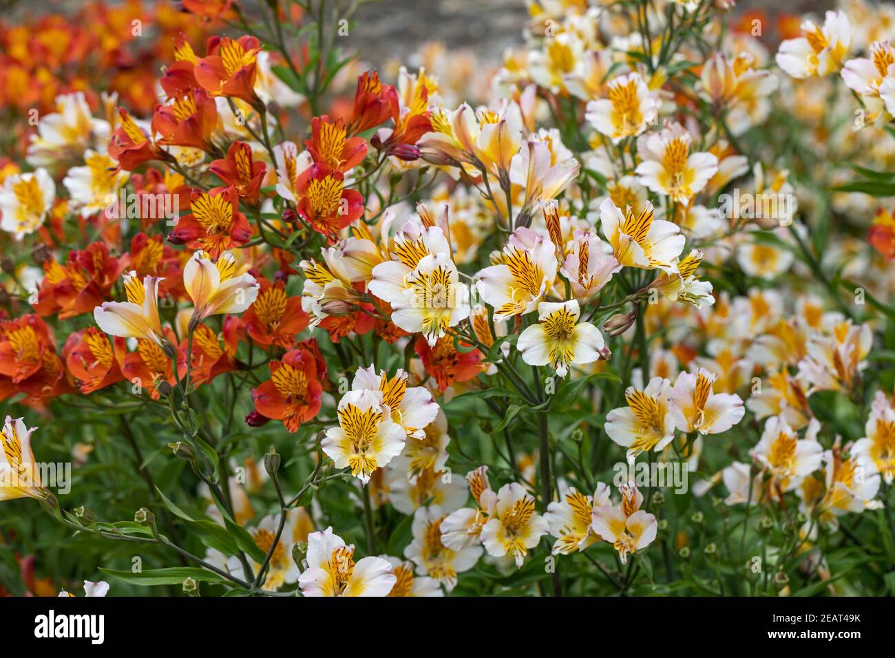 Close up of a bright summer garden border of Alstroemeria flowering in ...