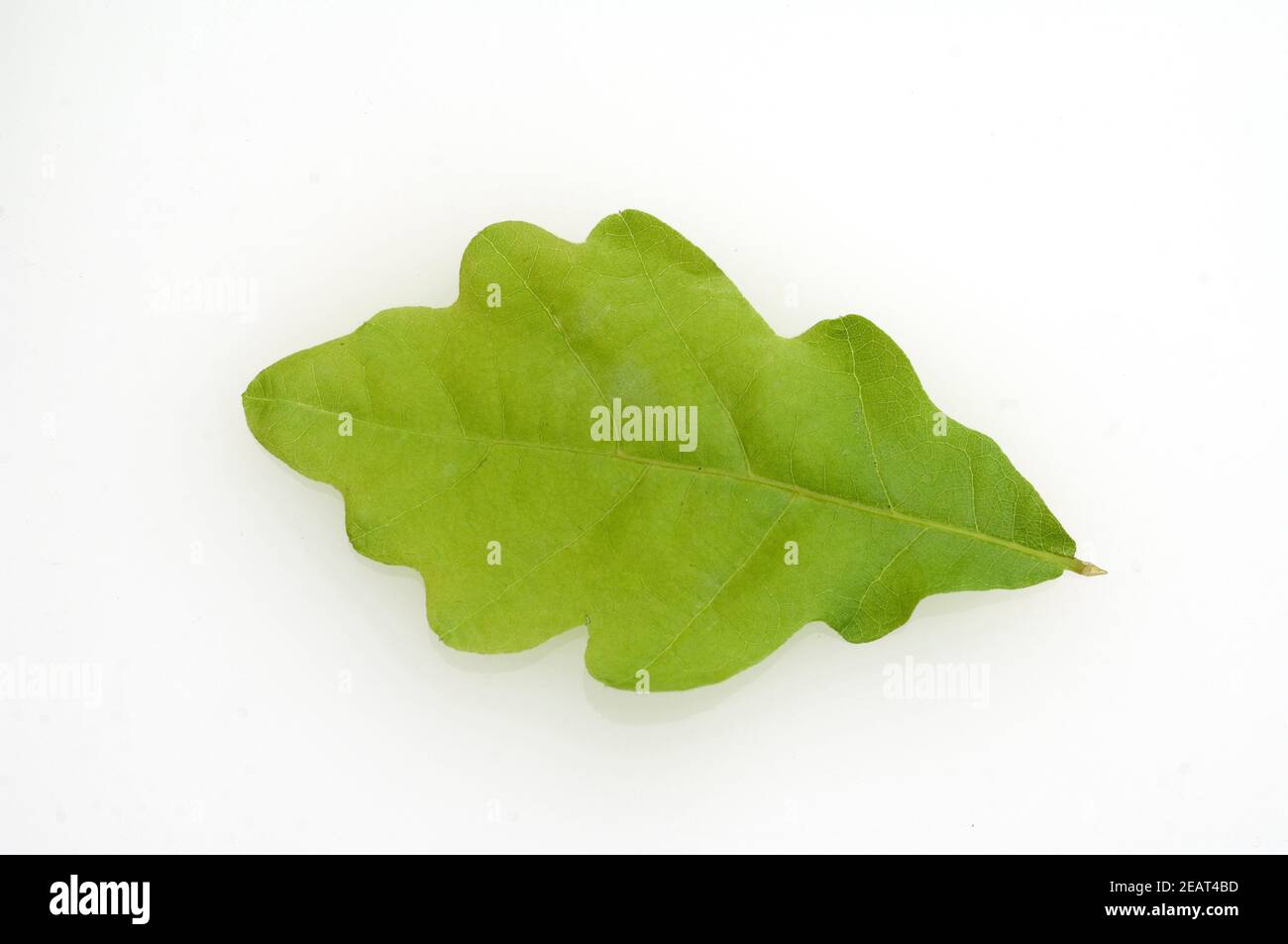 Eichen Blatt High Resolution Stock Photography and Images - Alamy