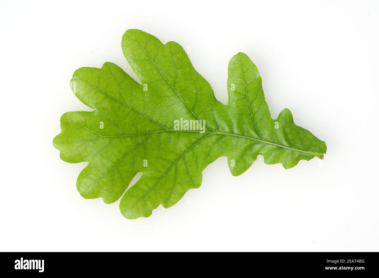 Eichenblatt, Eiche, Deutsche, Eichenbaum, Heilpflanzen Stock Photo - Alamy