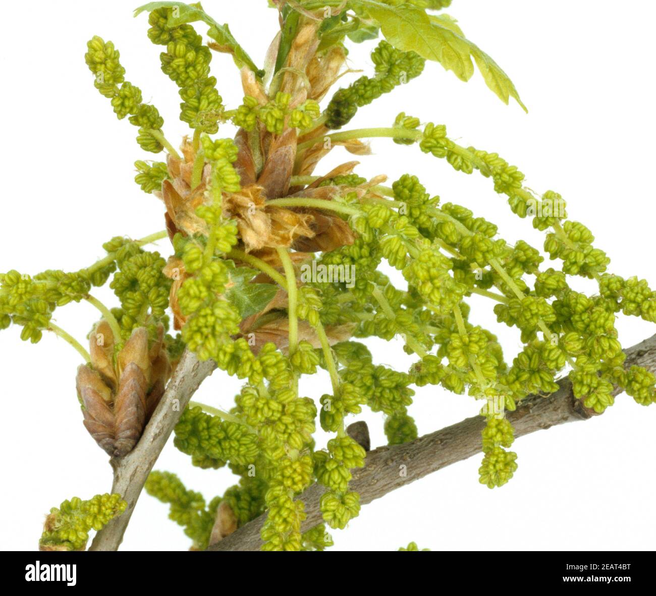 Deutsche eichen hi-res stock photography and images - Alamy