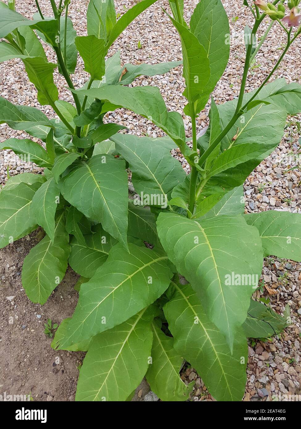 Tabak High Resolution Stock Photography and Images - Alamy