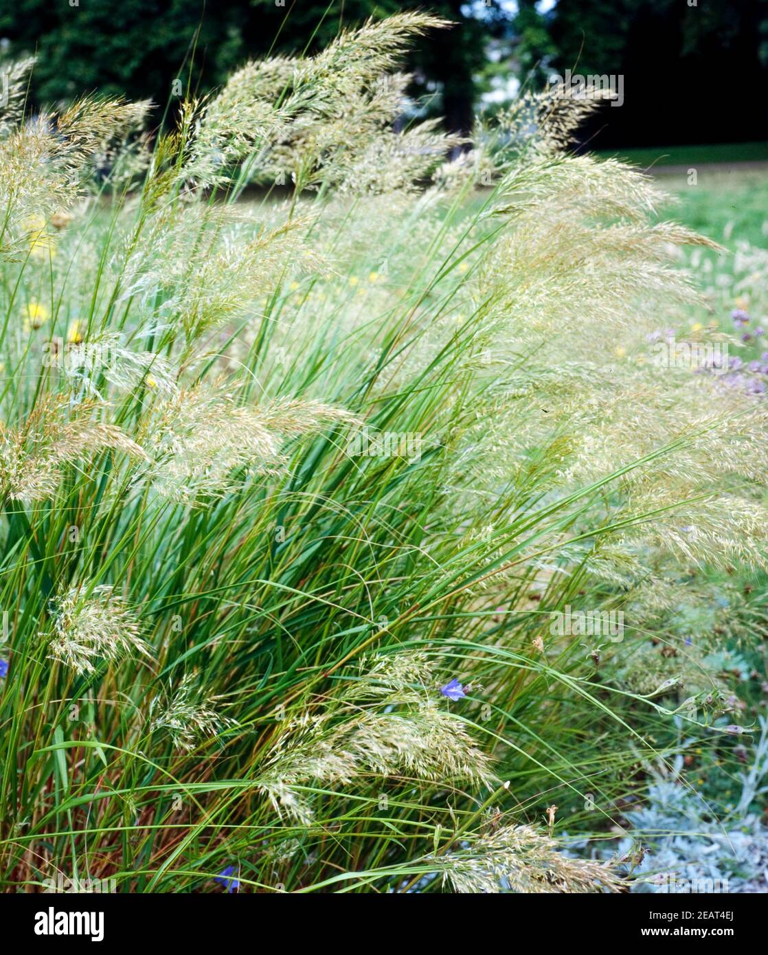Achnatherum calamagrostis hi-res stock photography and images - Alamy