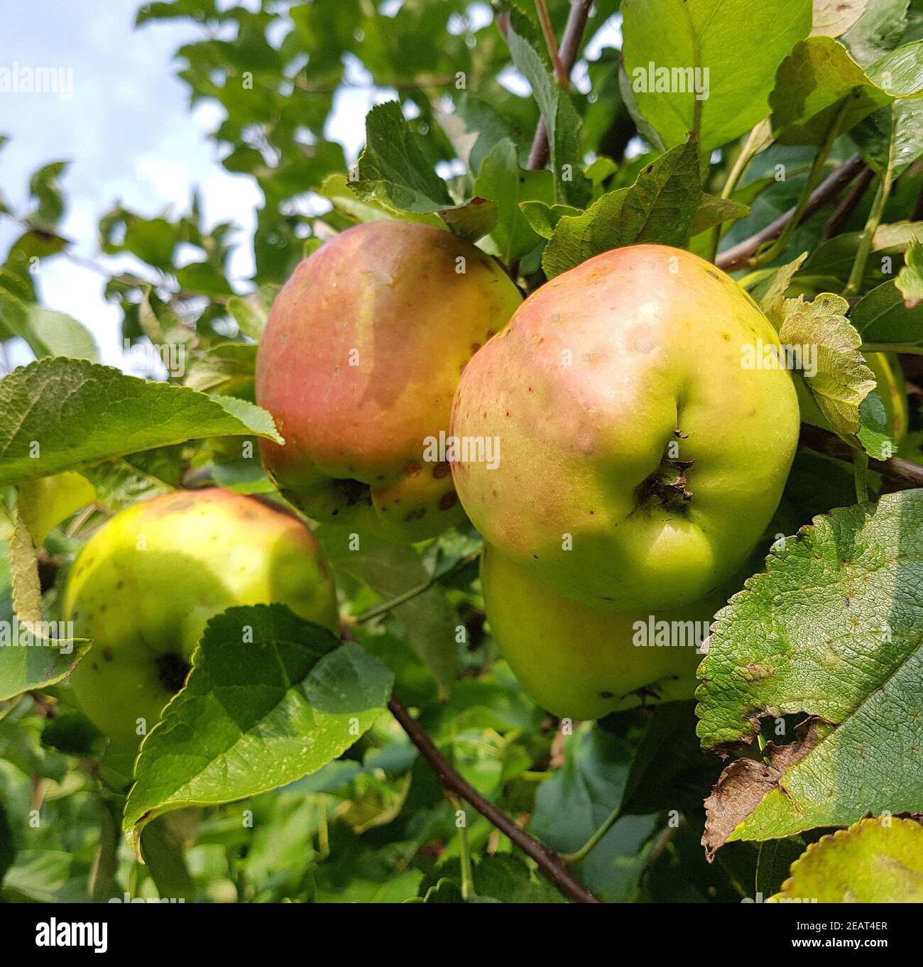 Signe tillisch hi-res stock photography and images - Alamy