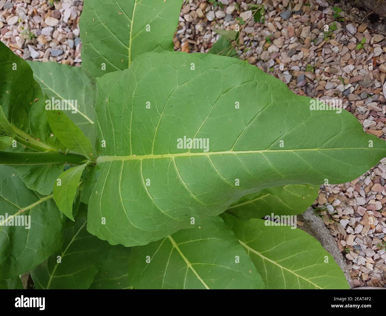 Tabakpflanze hi-res stock photography and images - Alamy