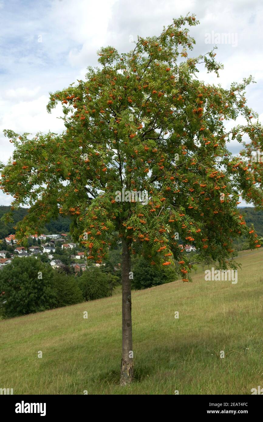 Vogelbeerbaum, Sorbus aucuparia Stock Photo - Alamy