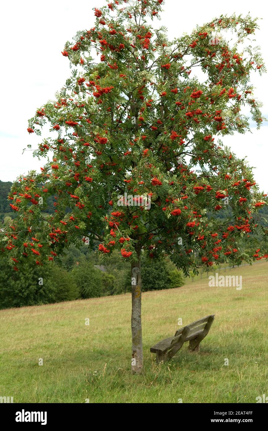 Vogelbeerbaum, Sorbus aucuparia Stock Photo - Alamy