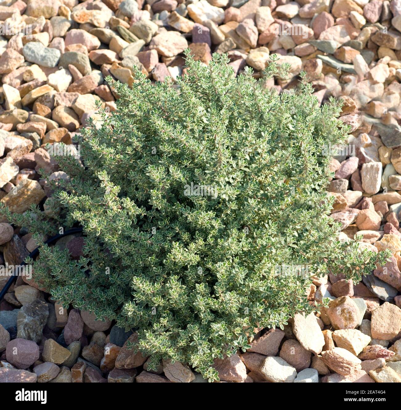 Silberblatt teppichthymian hi-res stock photography and images - Alamy
