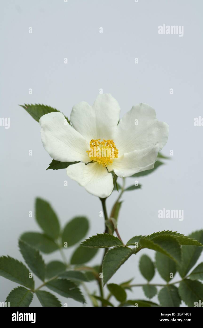 Einfache strauchrose hi-res stock photography and images - Alamy