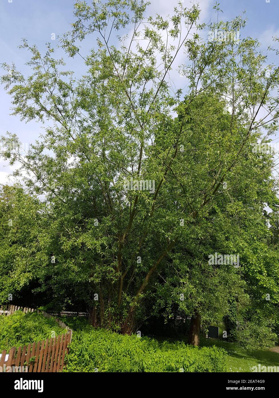 Silberweide salix alba Stock Photo - Alamy