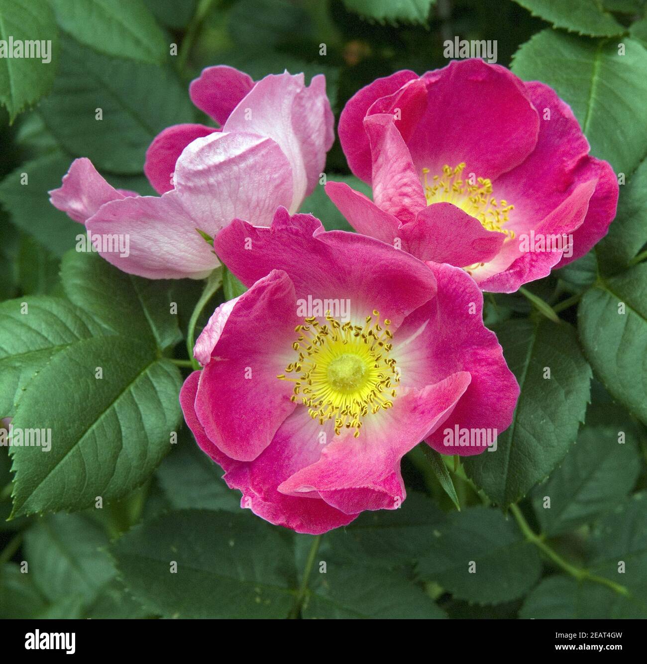 Einmalbluehende Strauchrose Kiese Stock Photo - Alamy