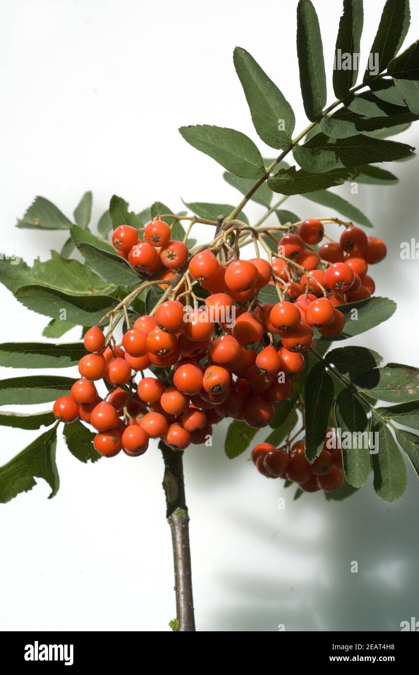 Vogelbeeren, Eberesche Sorbus aucuparia Stock Photo - Alamy